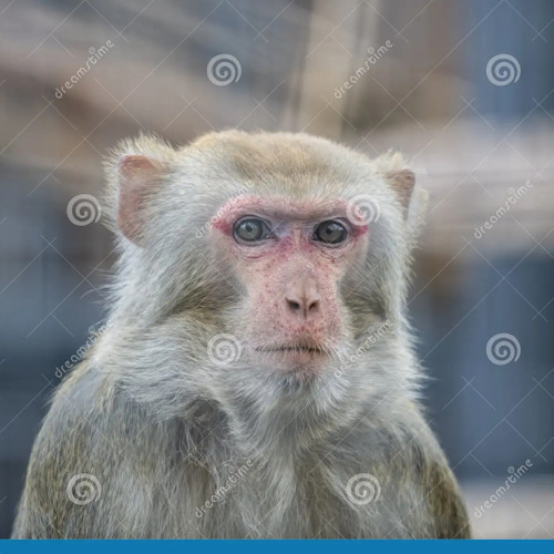 Stream Monkey from Bulgaria by 𝐄𝐕𝐈𝐋 𝐍𝐄𝐓𝐓𝐒𝐏𝐄𝐍𝐃 😈💵😈 | Listen online for ...