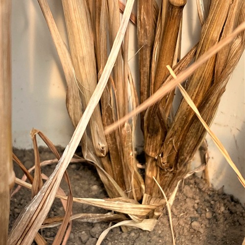 Stream episode Tips at harvest for managing crown rot & seasonal ...