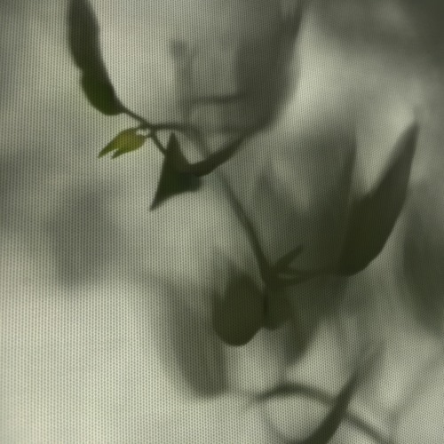 Stream Lotus Munchers By Syaxius Listen Online For Free On Soundcloud