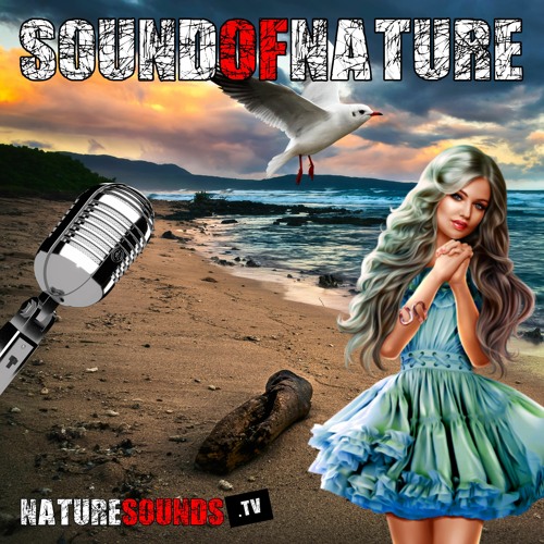 Stream Forest Birds Singing Their Songs by Nature Sounds TV | Listen ...