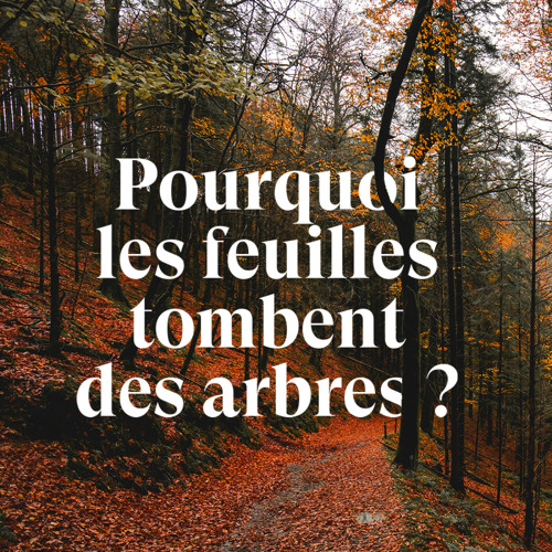 Stream Pourquoi les feuilles tombent des arbres ? by la vie partout ...