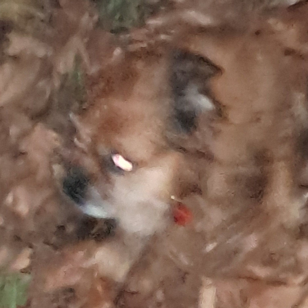 Stream THAT GUY - tyler the creator 101% +1.70 semitones.mp3 by ...