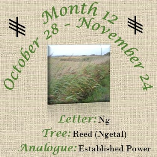 Stream Celtic Tree Calendar Month 12: 'Listening To Reeds' by Geraldine ...