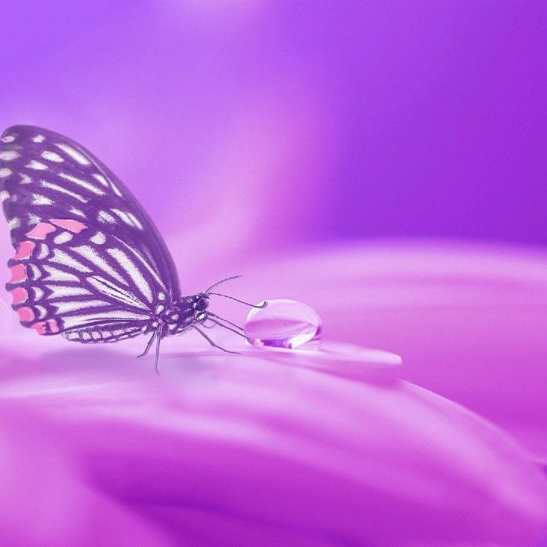 Stream Sefy Tofan - Meditation Music | Listen to Shamanic Music playlist online for free on ...