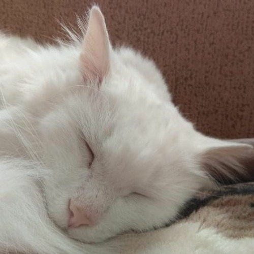 Stream episode White Cat by Crea7ive podcast | Listen online for free ...
