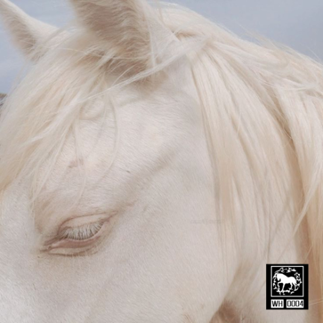 Stream yunnij,, Reykjavík (@ме) by Elujjin | Listen online for free on ...