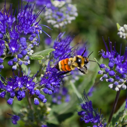 Stream Doo Doo Do by Man Paste | Listen online for free on SoundCloud