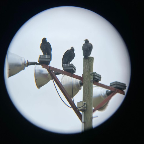 Stream wet sheets - "assassin of youth" by summer teeth | Listen online ...