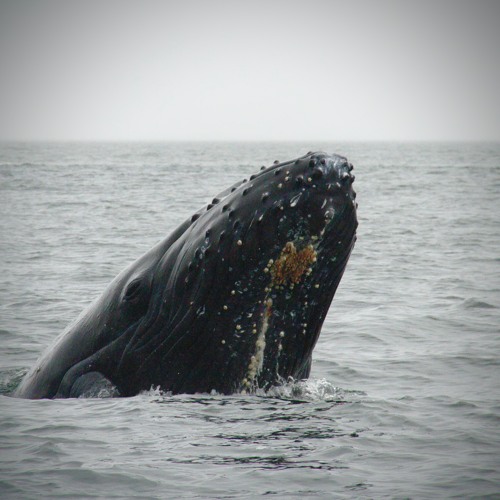 Stream Get Hung by Dj SweetAs | Listen online for free on SoundCloud