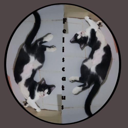 Stream Felis catus by Major_Brandy | Listen online for free on SoundCloud