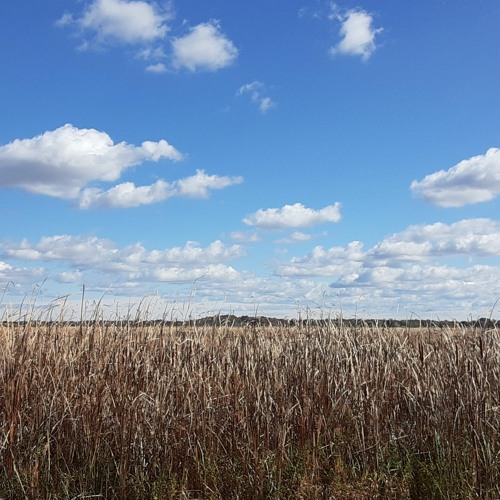 Stream A Brief Moment Of Humanity Interlude By Erik Duenkel Listen Online For Free On Soundcloud