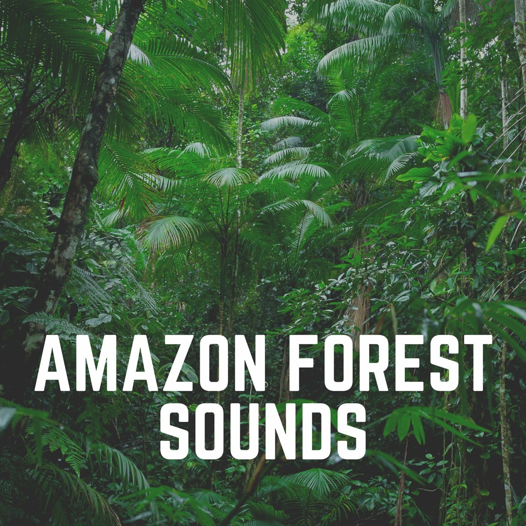 Stream Bird Sounds | Listen to Amazon Forest Sounds playlist online for ...