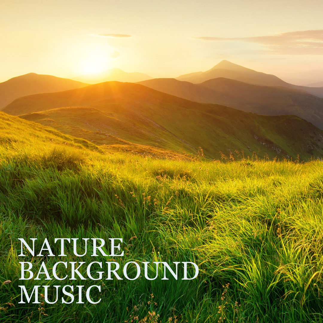 Stream Relaxing Nature Sounds Collection | Listen to Nature Background ...
