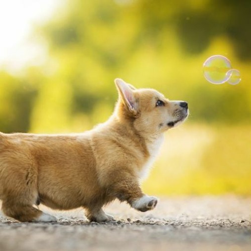 Stream Ngủ mơ thấy chó có phải điềm báo điều tốt không by OX BET DUBAI ...