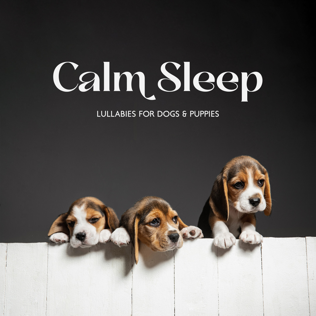 Stream Sleepy Dogs! | Listen to Calm Sleep Lullabies for Dogs & Puppies ...