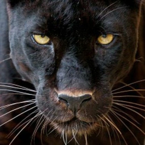 Stream Der Panther by Urs Pfister | Listen online for free on SoundCloud