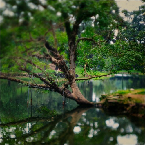 Stream Sparkling Forest - MrBlue by illustrasons | Listen online for ...