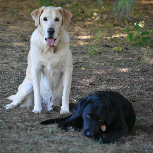 Stream Friday afternoon by edwin parry | Listen online for free on ...