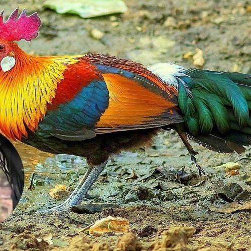 Stream Nuôi gà rừng đá như thế nào là tốt nhất by Trực tiếp Đá Gà Win ...