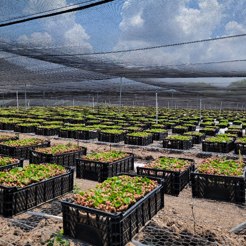 Stream Bienvenidos al vuelo FC347 by WALTER MARADIAGA | Listen online ...