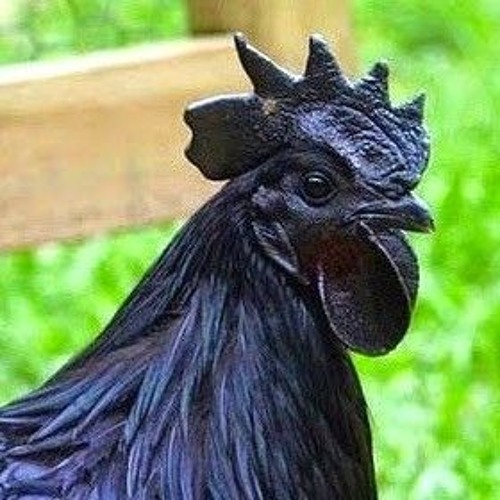 Stream Messiah - Drums Ride 2.0 by Messiah of TeamSESH | Listen online ...