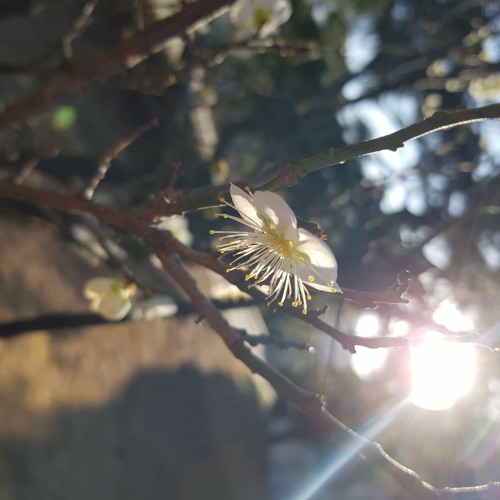 Stream 가네코 - 너를보낸강가에서 kpop 韓國歌謠 by chun chunny | Listen online for free ...