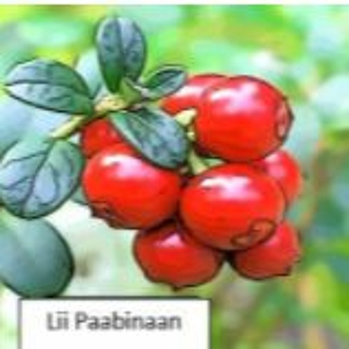 Stream episode 215 Berry Picking Michif Words RTherrien by BC Metis ...