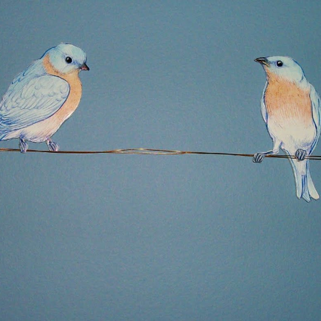 Stream Two birds on a wire Piano cover! by Parker Durkin | Listen ...