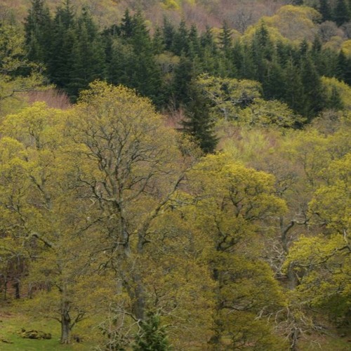 Stream Where The Wind Blows by Christopher Kinman | Listen online for ...