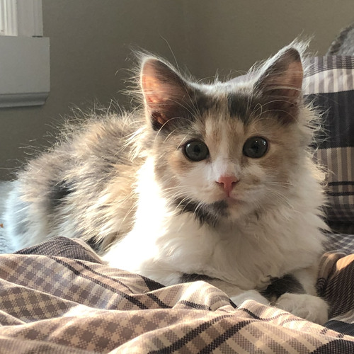 Stream Offspring Mysterious | Listen to Pop playlist online for free on ...