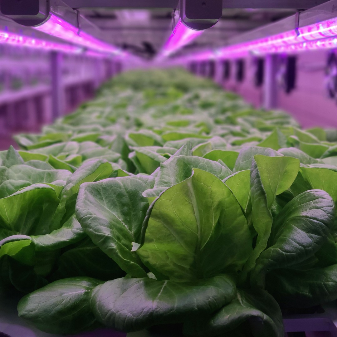 Stream Zebra Project | Listen to Impact Investment Intentionality and ...