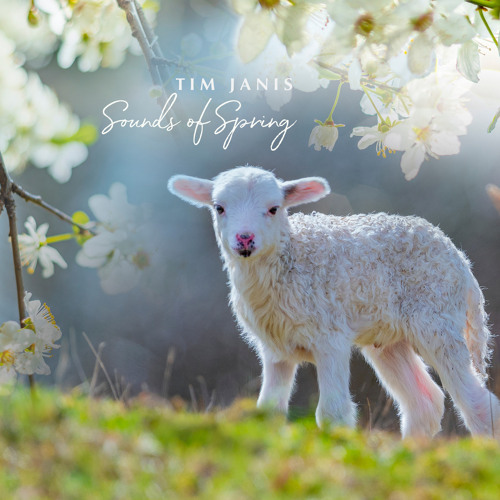 Stream Tim Janis | Listen to Sounds of Spring playlist online for free ...
