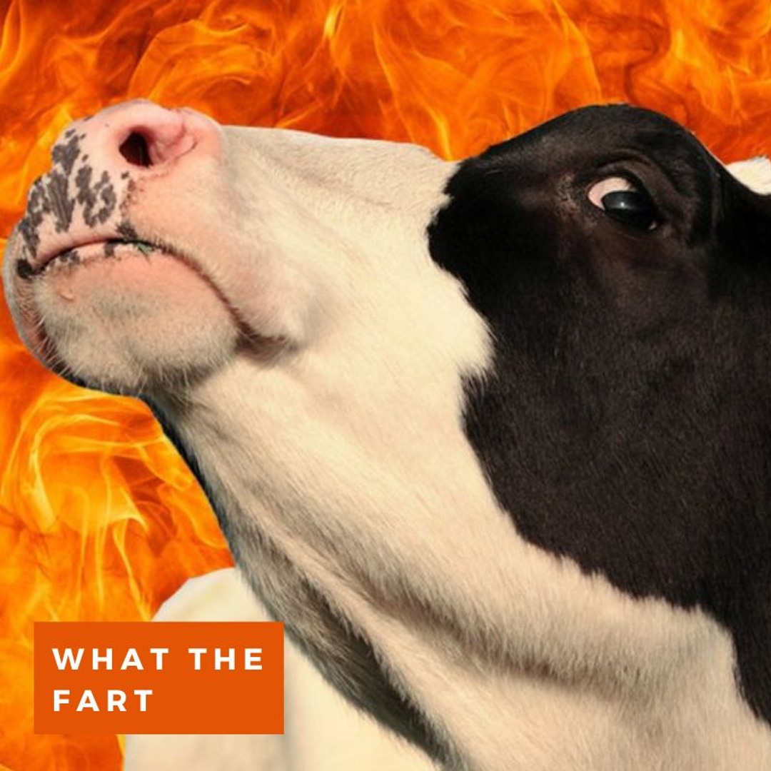 Stream What the Fart – Fart Number 2 by Fartcore – Real Farts! Daily ...