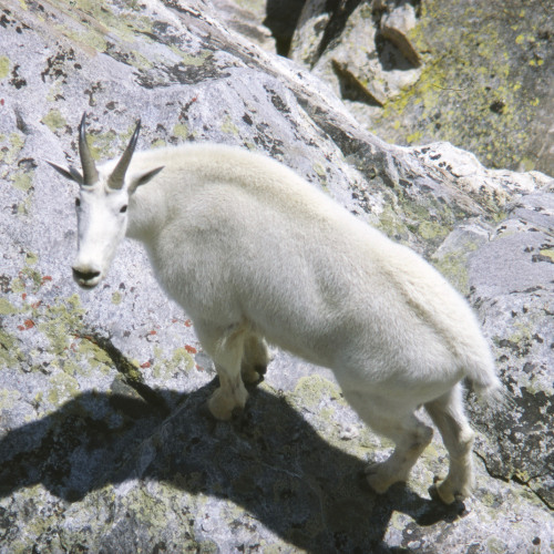 Stream Mountain Goat and Bighorn Sheep - 2025 State of the Silver State ...