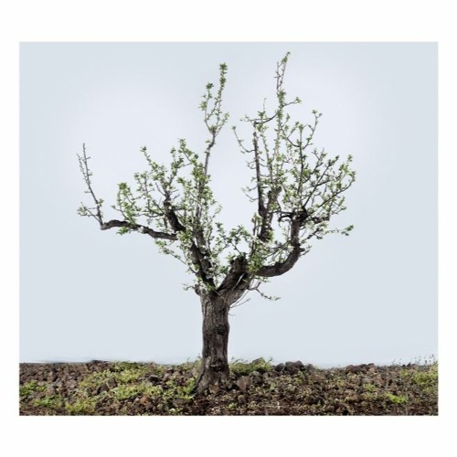 Stream 05/24/20 Jesus: Prophet, Priest, King (Mark 11:11-33) by ... Stream 05/24/20 Jesus: Prophet, Priest, King (Mark 11:11-33) by ...