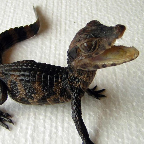 Stream cat vs. alligator by DEC.10 | Listen online for free on SoundCloud