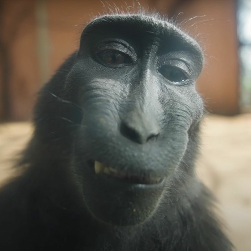 Stream Rizz Up by YNG Mussolini | Listen online for free on SoundCloud