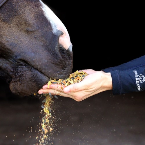 Stream Equine Elixirs: Talking Equine Ulcers with Dr. Meg Miller Turpin ...