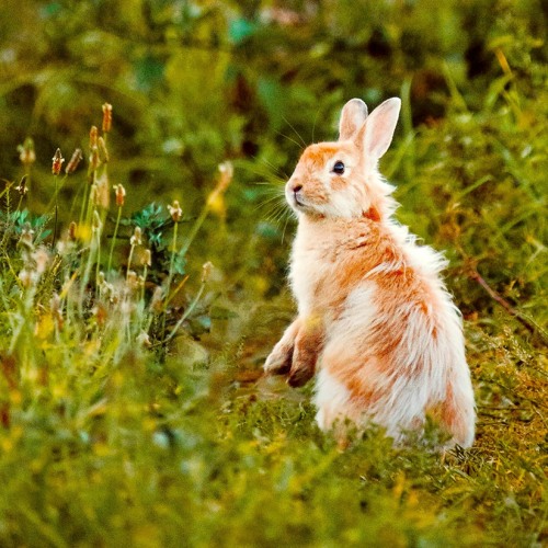 Stream Blonde Rabbit by Don't Listen | Listen online for free on SoundCloud