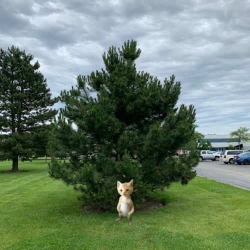 Stream 100 Gecs - Pana Machine by Nel-Ly's Mashups | Listen online for ...