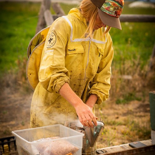 Stream Sarah Red-Laird and the Bee Girl Organization: Creating a Buzz ...