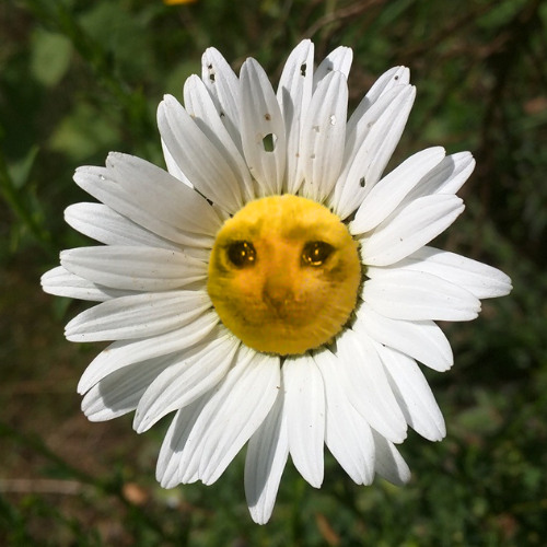 Stream Dirty Palm - Flowers (Omega Remake) by omega alt | Listen online ...