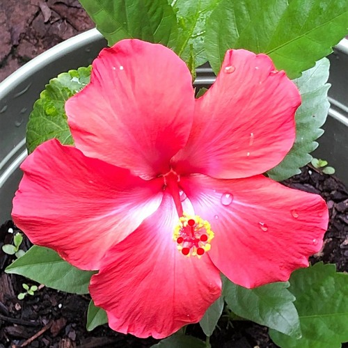 Stream episode Prarthana Suladi - Raga:Hamsanandi by TADIPATRI GURUKULA ...