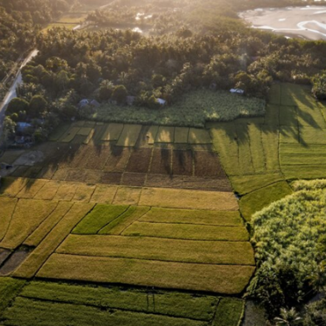 Stream Tilling the Land of Opportunity: Farmland Investments in Delhi ...