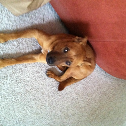 Stream Our Lovely Puppy by Phantom Fae | Listen online for free on ...