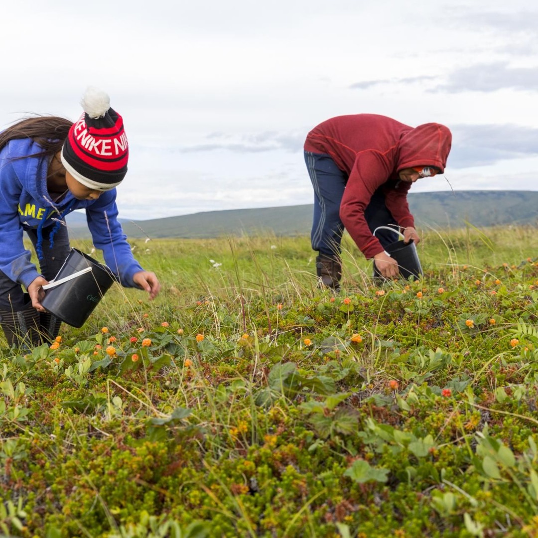 Stream Indigenous Food Security In The Arctic by Cultural Survival ...