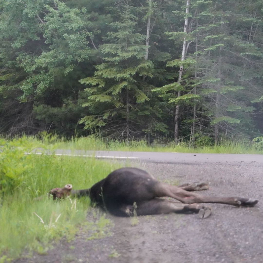 Stream Cook County Sheriff Pat Eliasen Talks Moose And Speeding On The ...