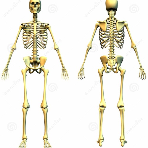 Stream Episode Los Huesos Para Niños El Sistema óseo El Cuerpo Humano