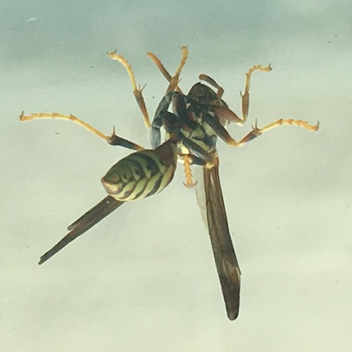 Stream Logarithmic Mist by Dru Watkins | Listen online for free on ...