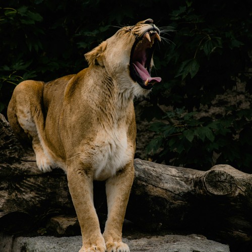 Stream Hall of Fame (prod. Michael Mars) by Ahree | Listen online for ...